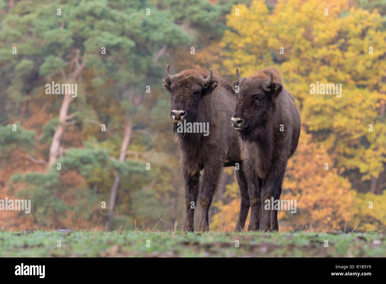 European bison in autumn Stock Photo - Alamy