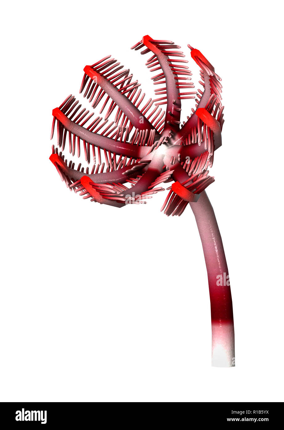 3D rendering of a crinoid isolated on white background Stock Photo - Alamy