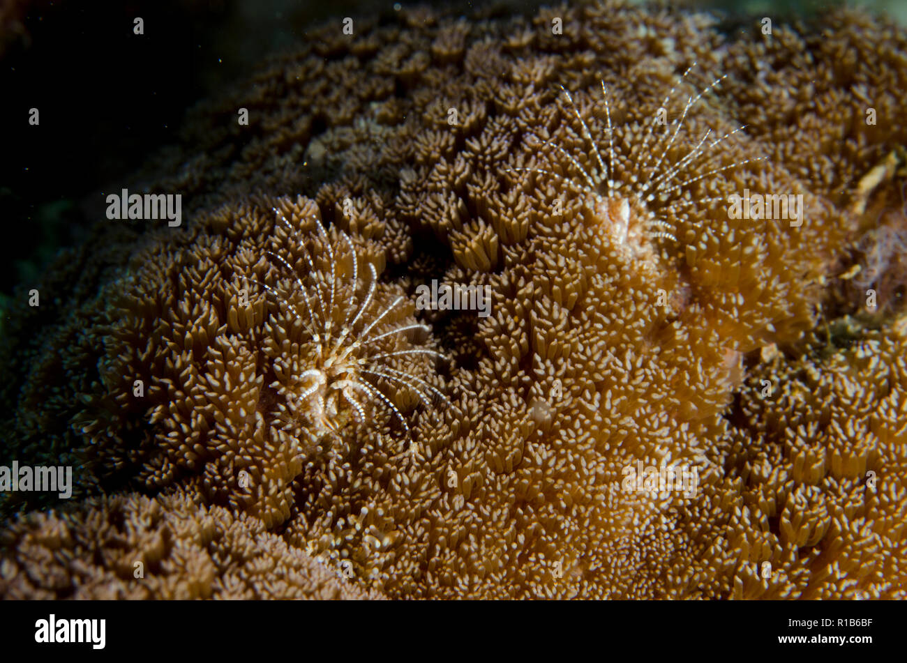 Feeding tentacles of coral-dwelling Barnacle, Pyrgomatidae Family, in ...