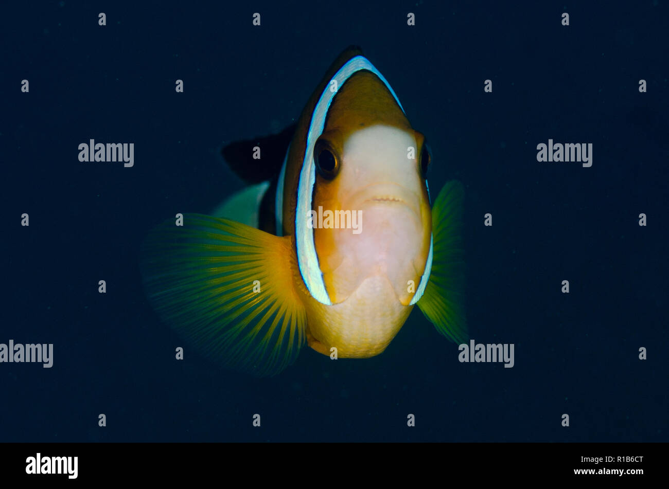 Clark's Anemonefish, Amphiprion clarkii, Aer Perang dive site, Lembeh ...