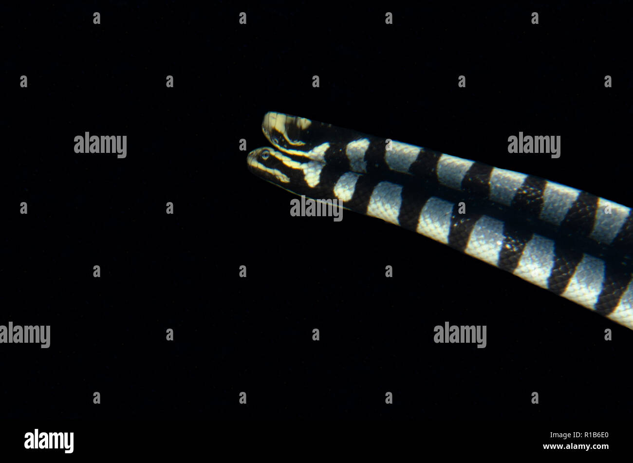 Two headed snake hi-res stock photography and images - Alamy