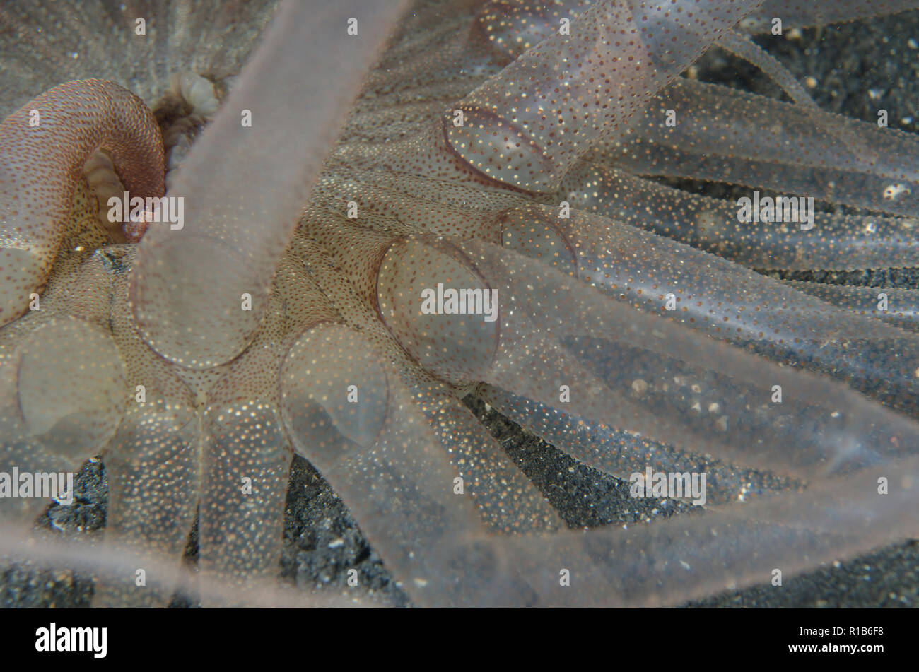 Anemone, Dofleinia armata, tentacles, Night dive, TK1 dive site, Lembeh ...