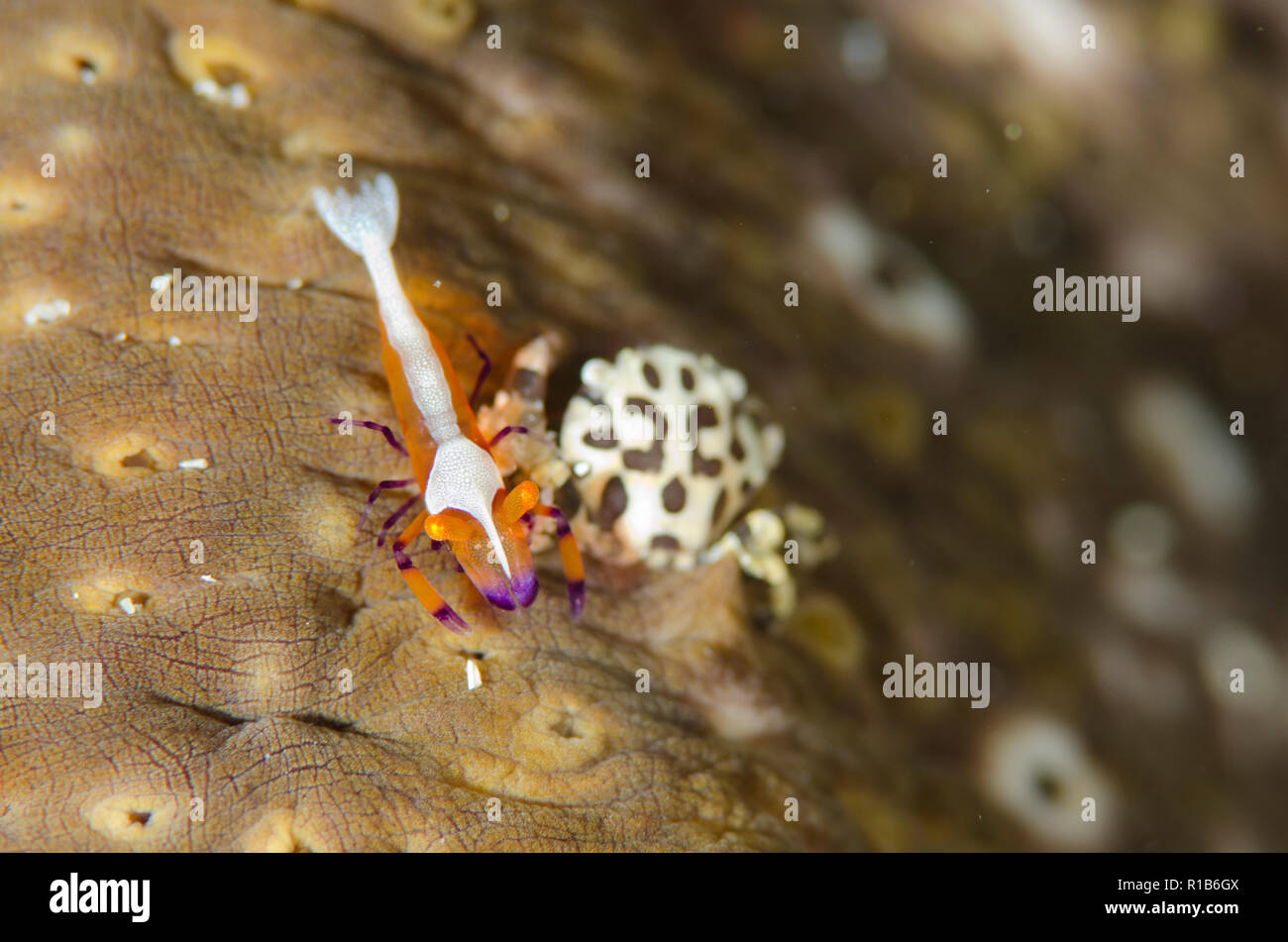 Swimming Crab, Lissocarcinus orbicularis, Emperor Shrimp, Zenopontonia ...