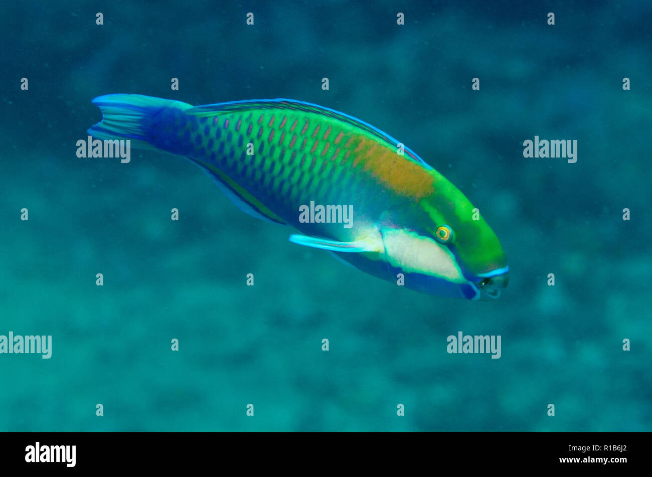 Bleeker's Parrotfish, Chlorurus bleekeri, California Dreaming dive site ...