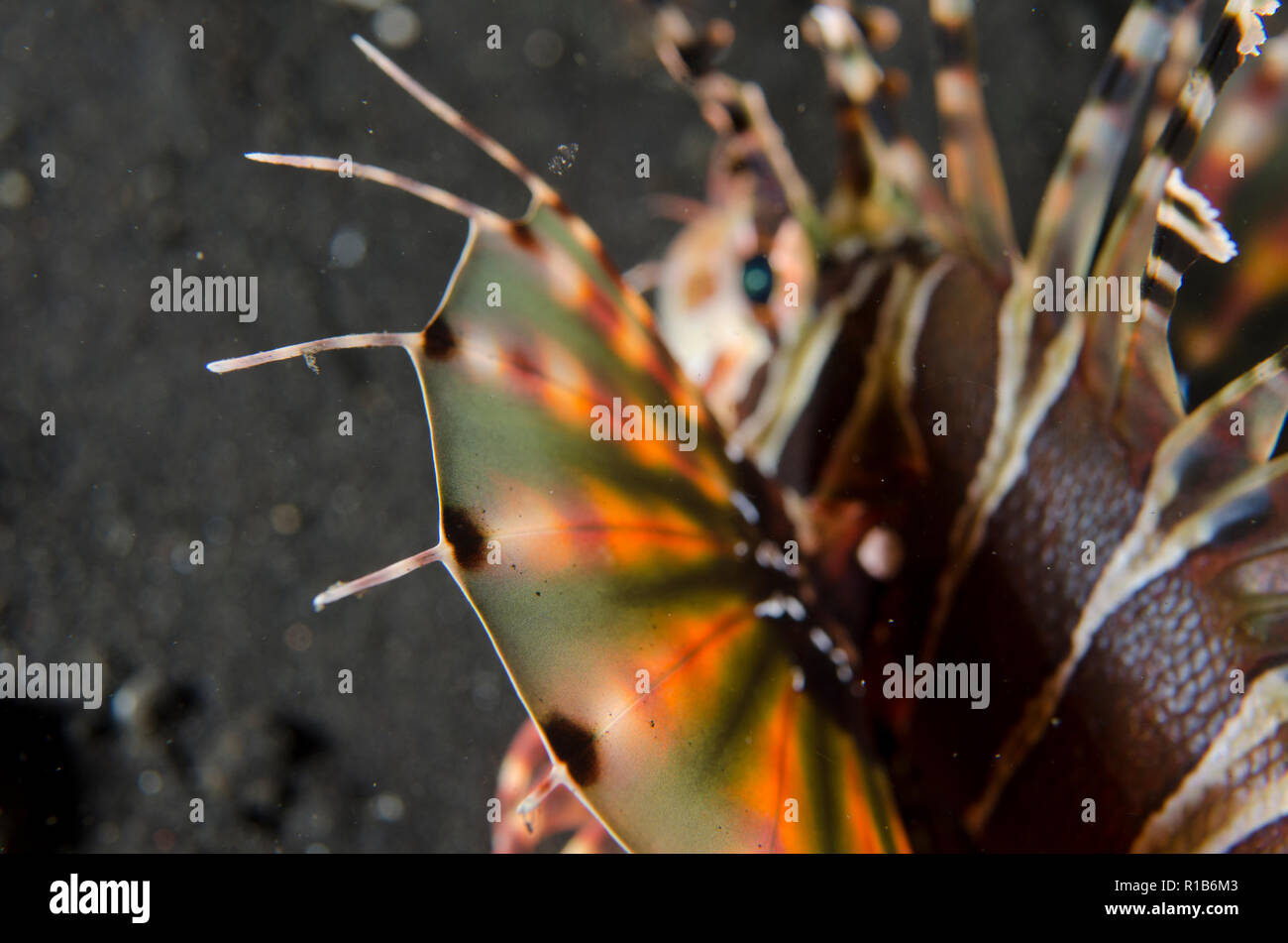 Zebra Lionfish, Dendrochirus zebra, fin and spines, Night dive, TK1 ...