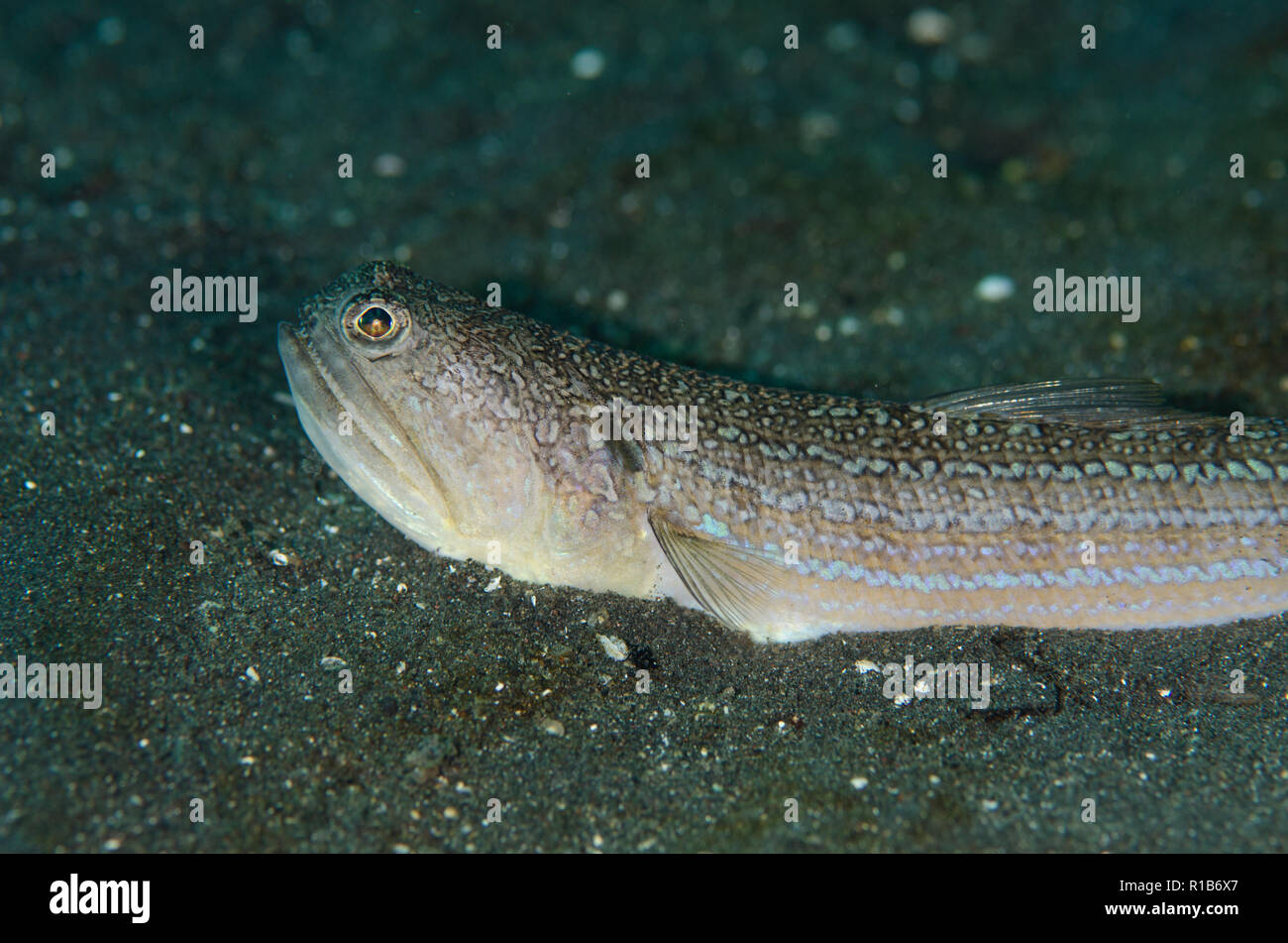 Blunt-nose Lizardfish, Trachinocephalus myops, partially buried in sand ...