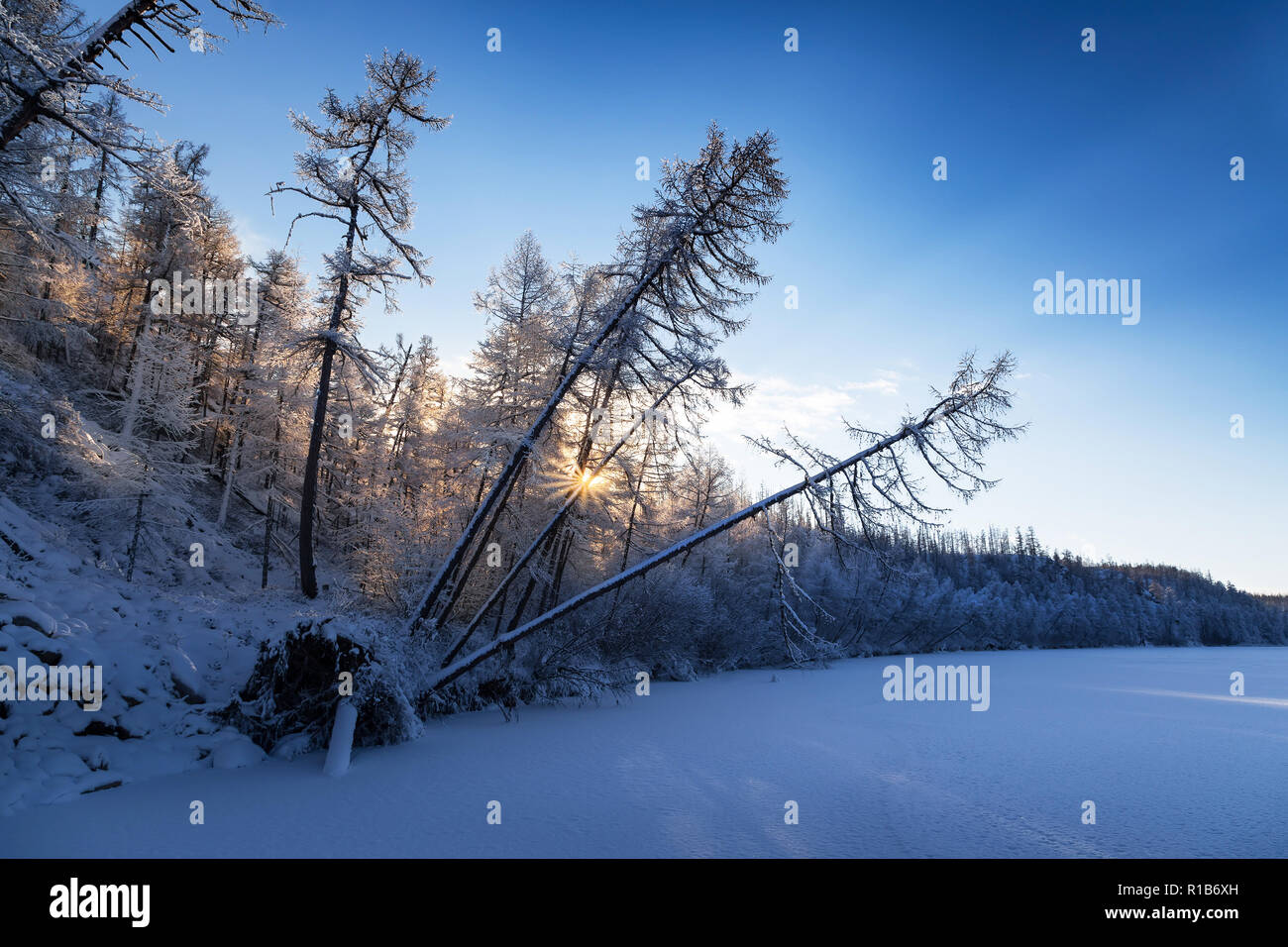 winter golden sunset through trees clear night Stock Photo - Alamy
