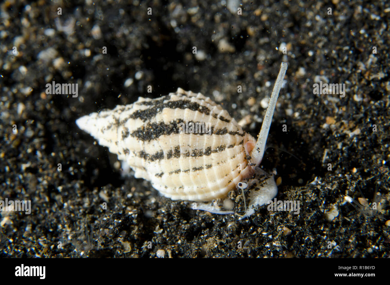 Nassarius sp hi-res stock photography and images - Alamy