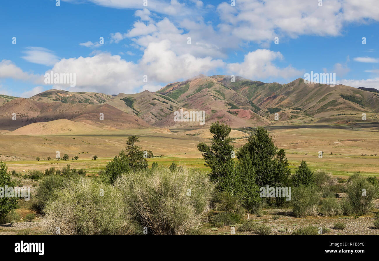 Altai trees hi-res stock photography and images - Alamy