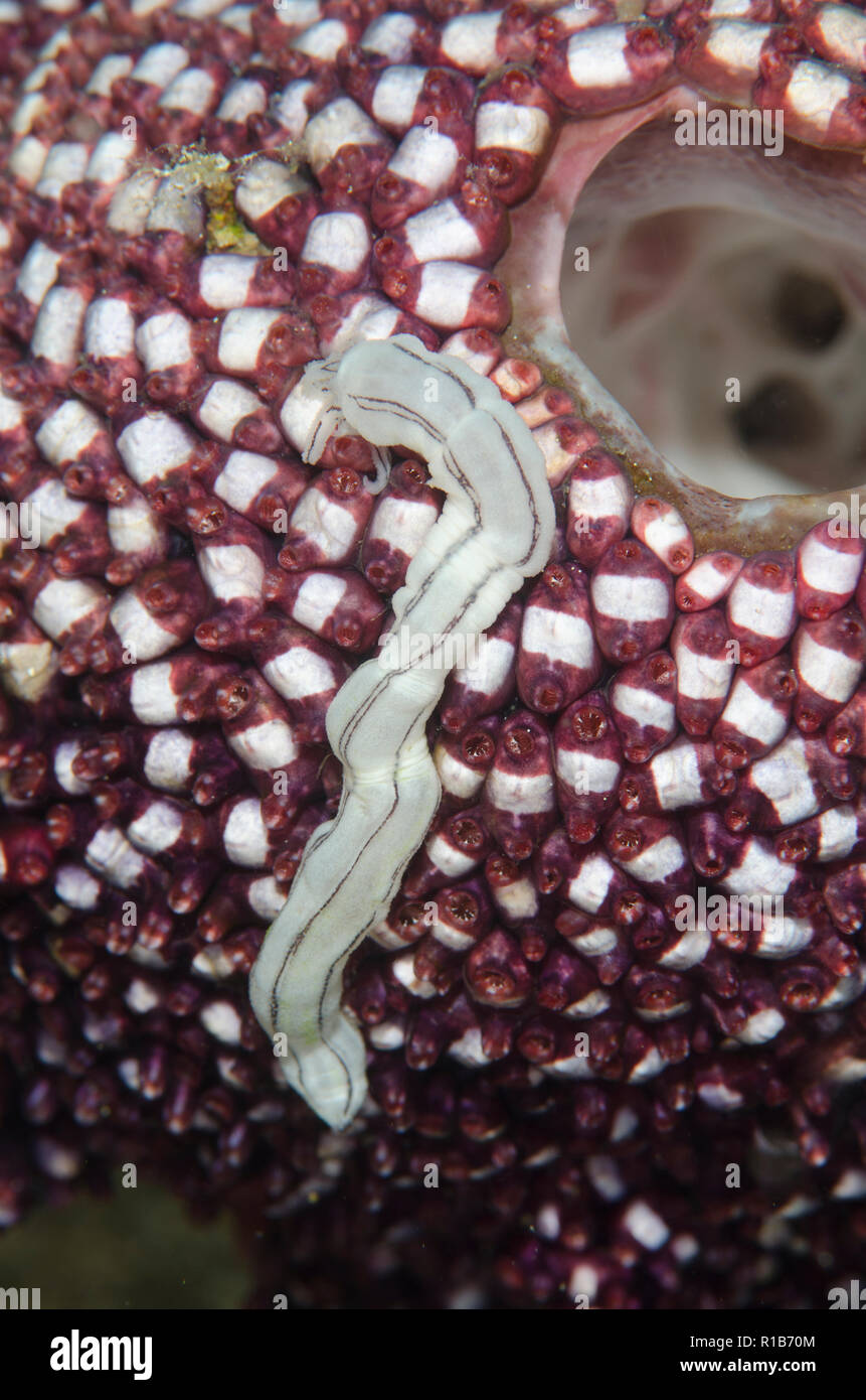 Synaptula High Resolution Stock Photography and Images - Alamy