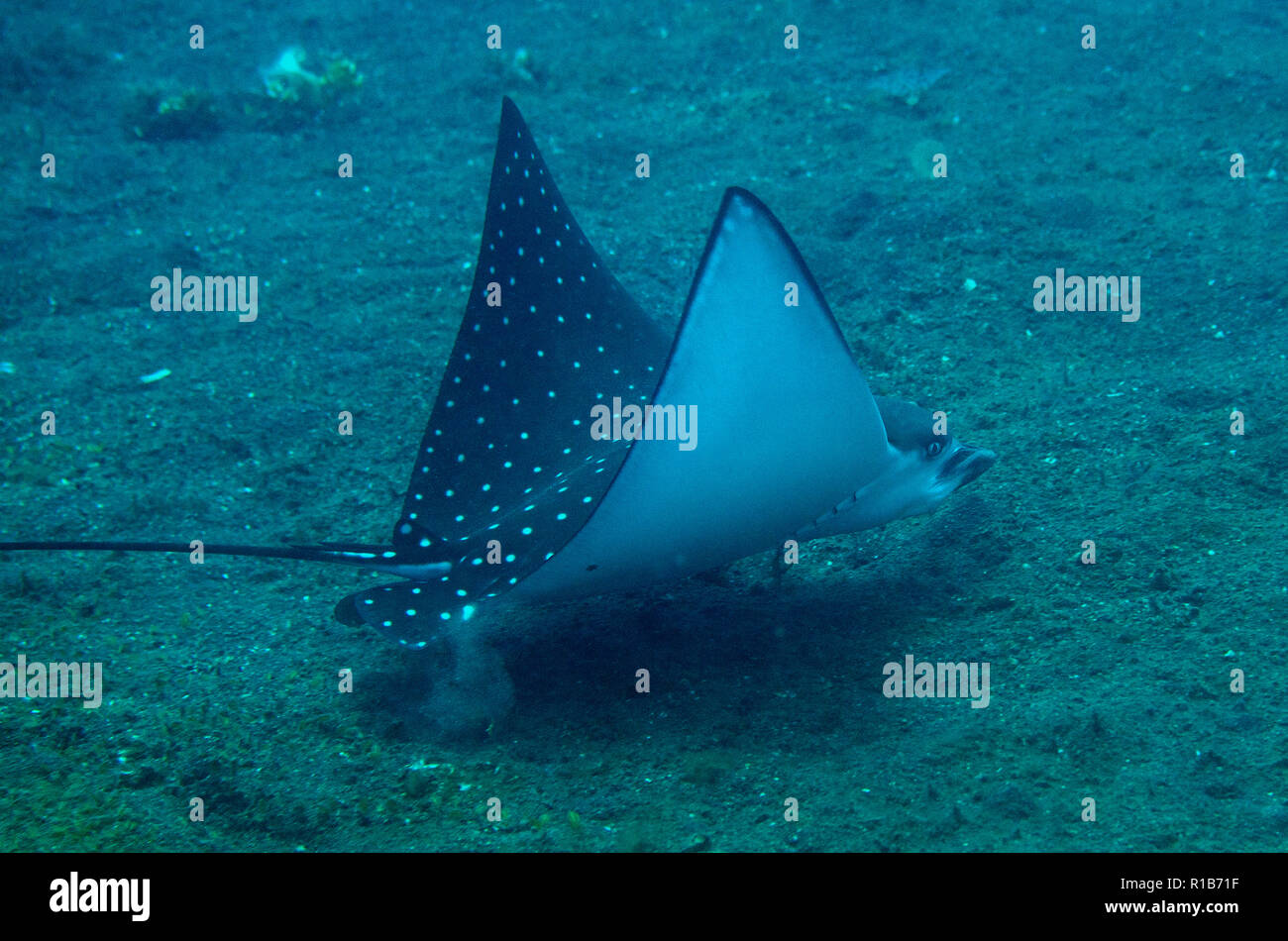 Black spotted eagle ray hi-res stock photography and images - Alamy