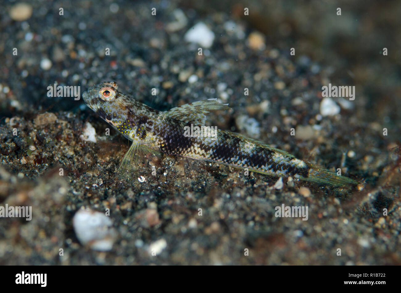 Shrimpgoby, Tomiyamichthys sp, with erect fin, Aer Perang dive site ...