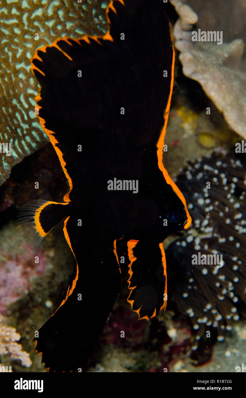 Juvenile Pinnate Spadefish, Platax pinnatus, Pantai Parigi dive site ...