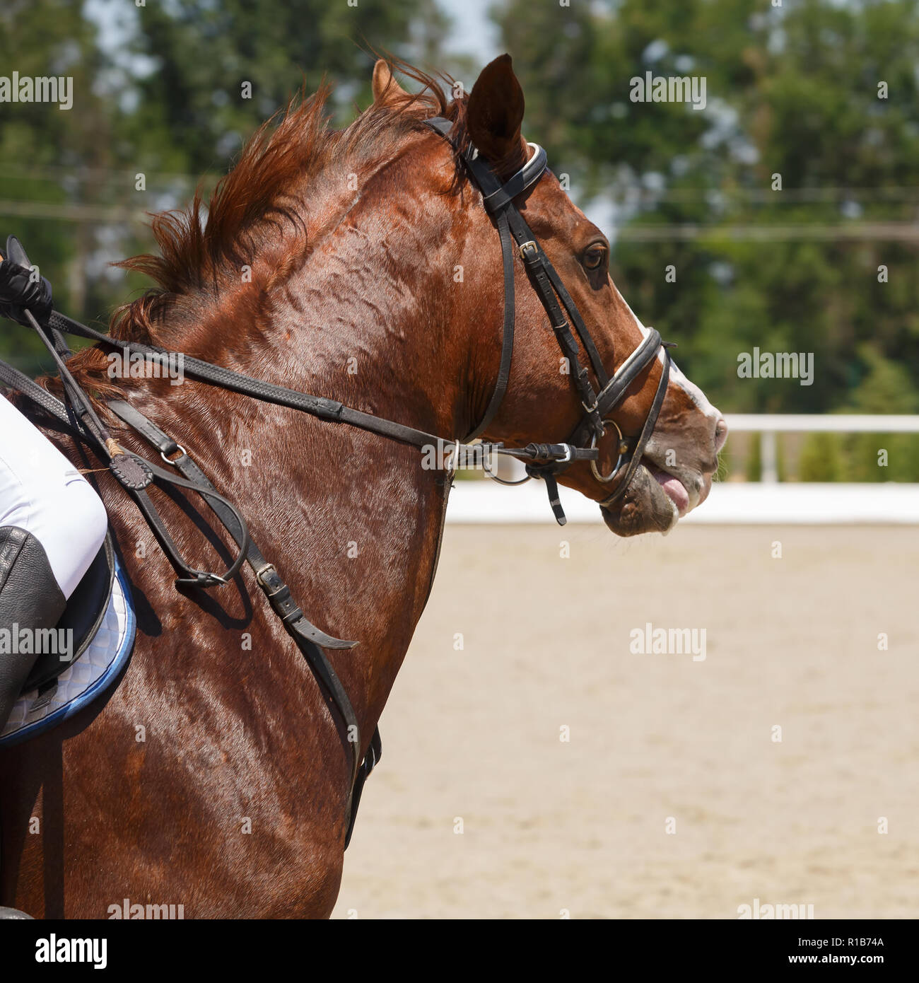 Head of galloping the sorrel horse close-up Stock Photo - Alamy