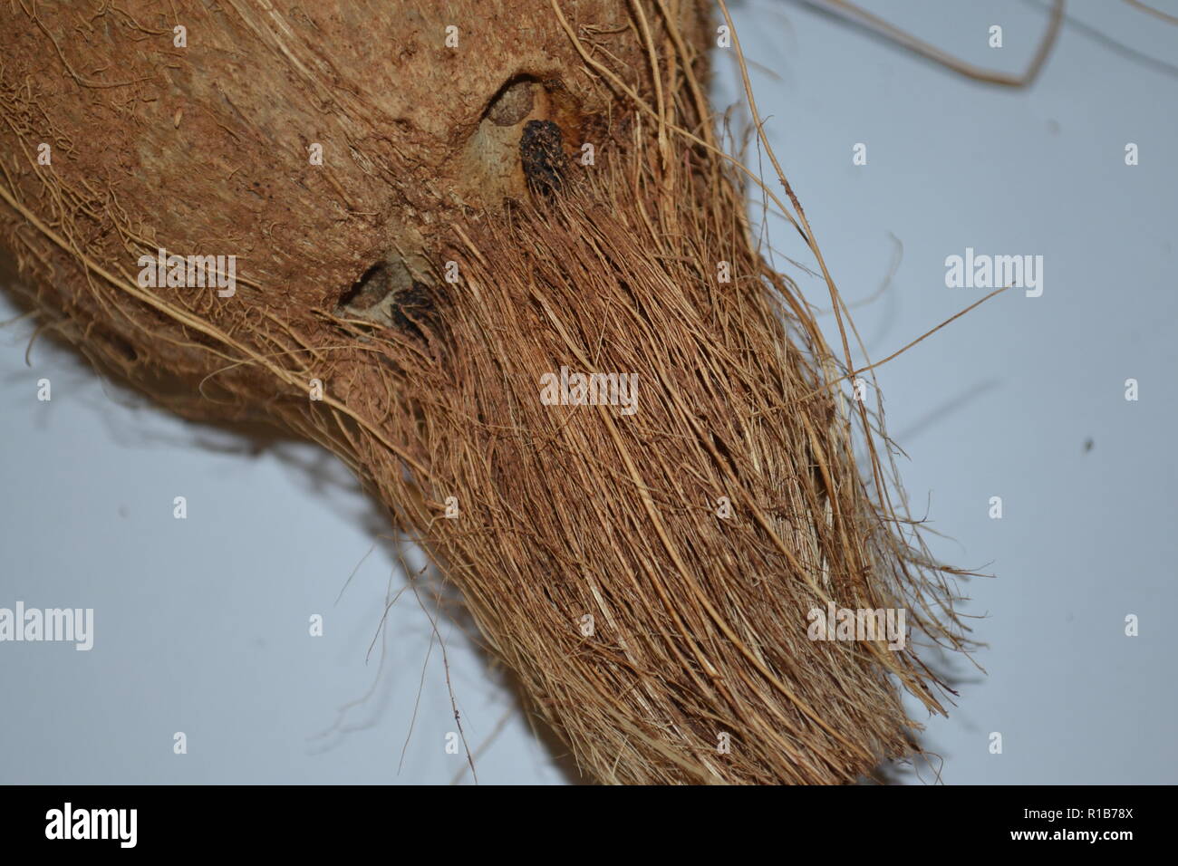 Coconut roots hi-res stock photography and images - Alamy