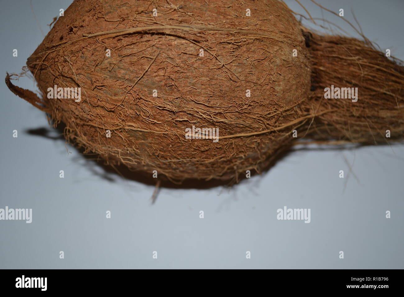 Coconut seed dispersal hi-res stock photography and images - Alamy