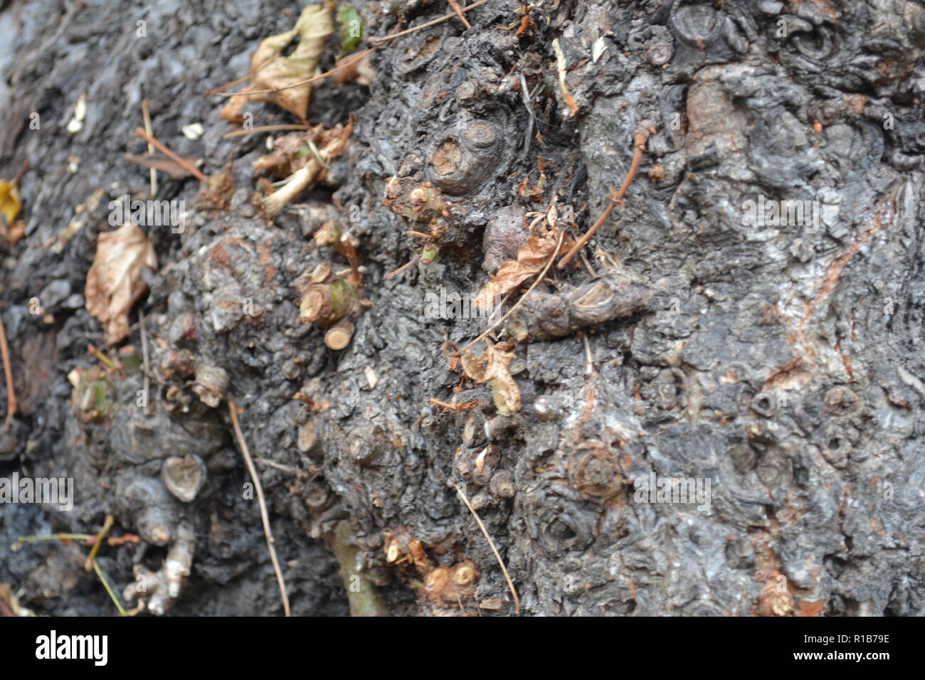 Busy texture hi-res stock photography and images - Alamy