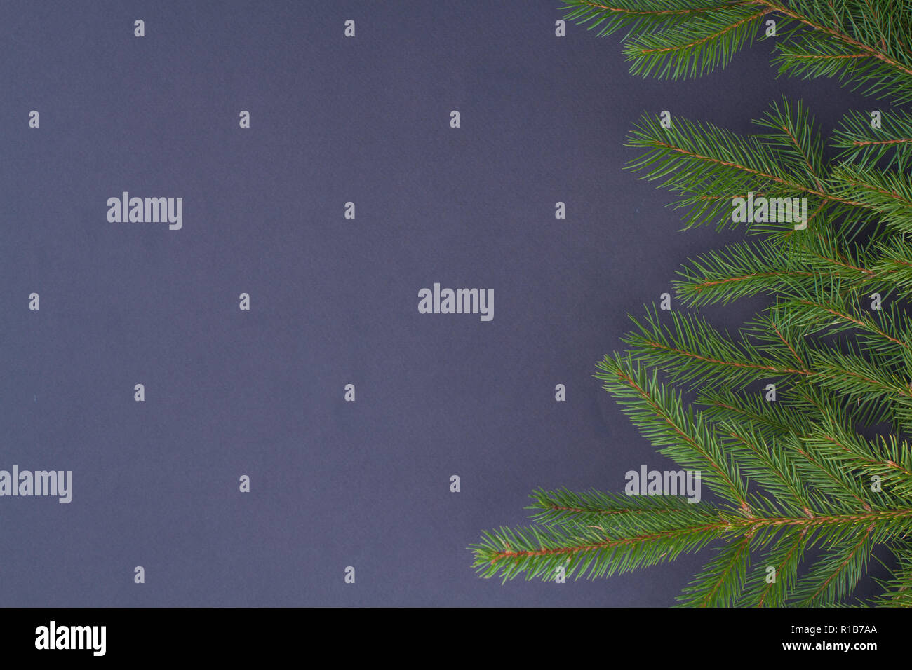 Realistic fir branches border hi-res stock photography and images - Alamy
