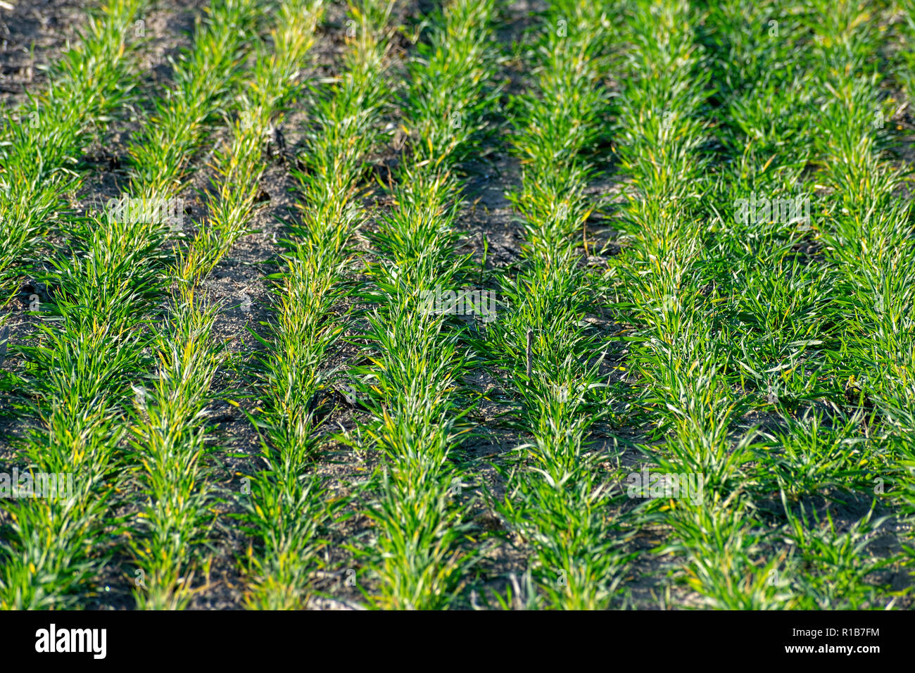 Winter wheat growing on the field in autumn Stock Photo - Alamy
