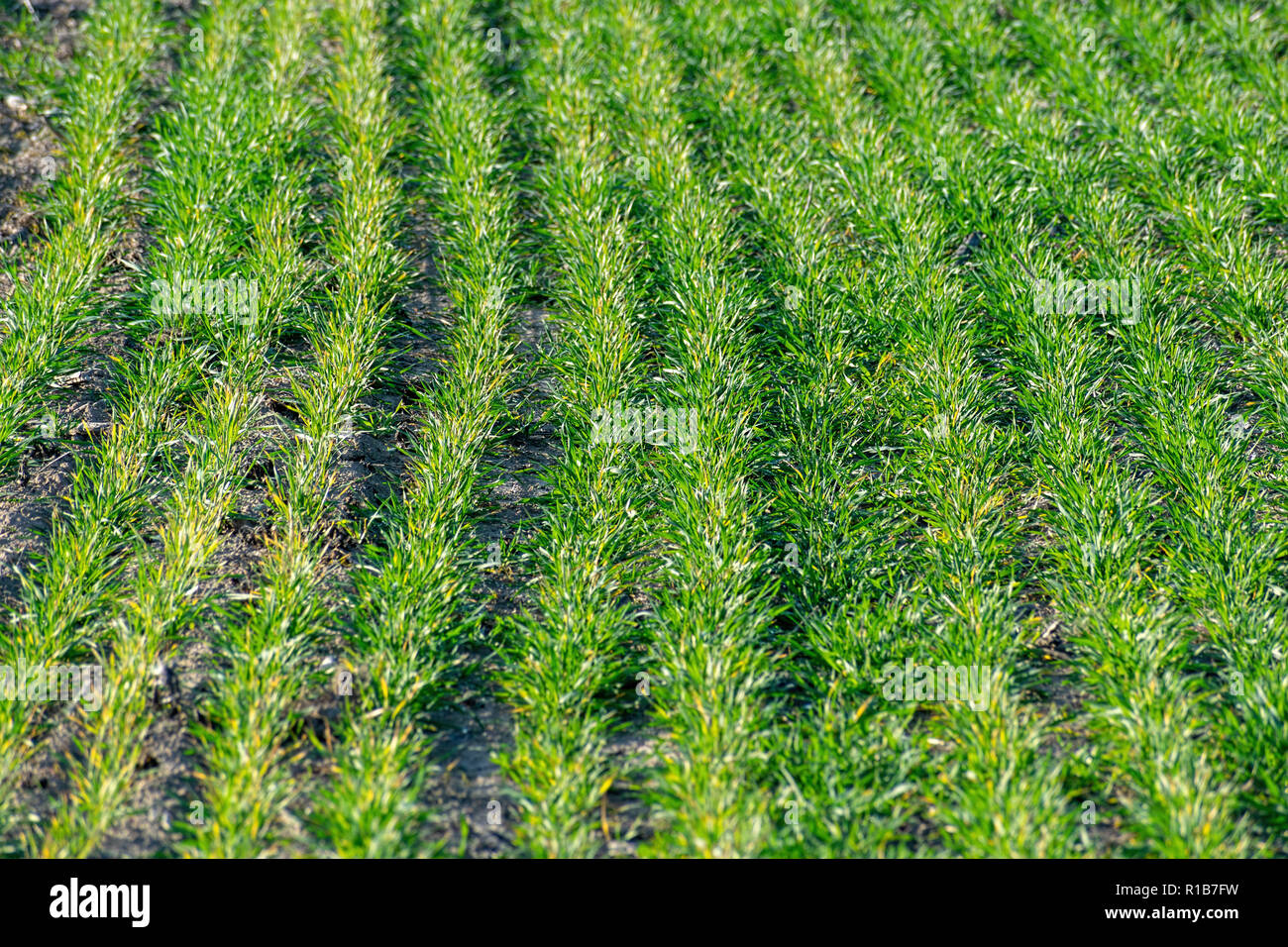 Young winter wheat crop hi-res stock photography and images - Alamy
