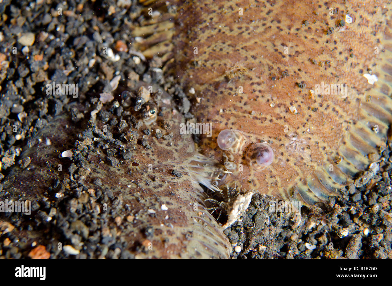 Dark spotted sole hi-res stock photography and images - Alamy