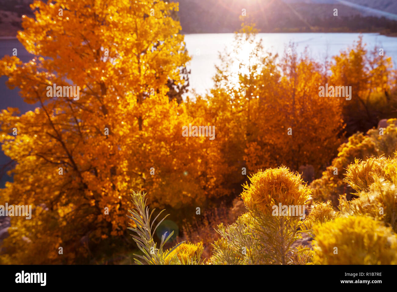 Autumn scene in yellow tones Stock Photo - Alamy