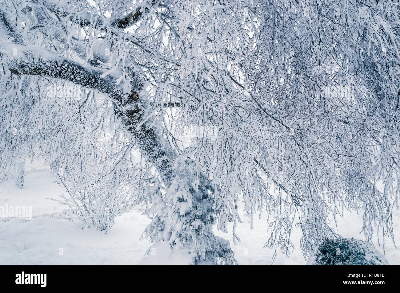 Winter background: frozen tree covered with snow and ice on a cold day ...