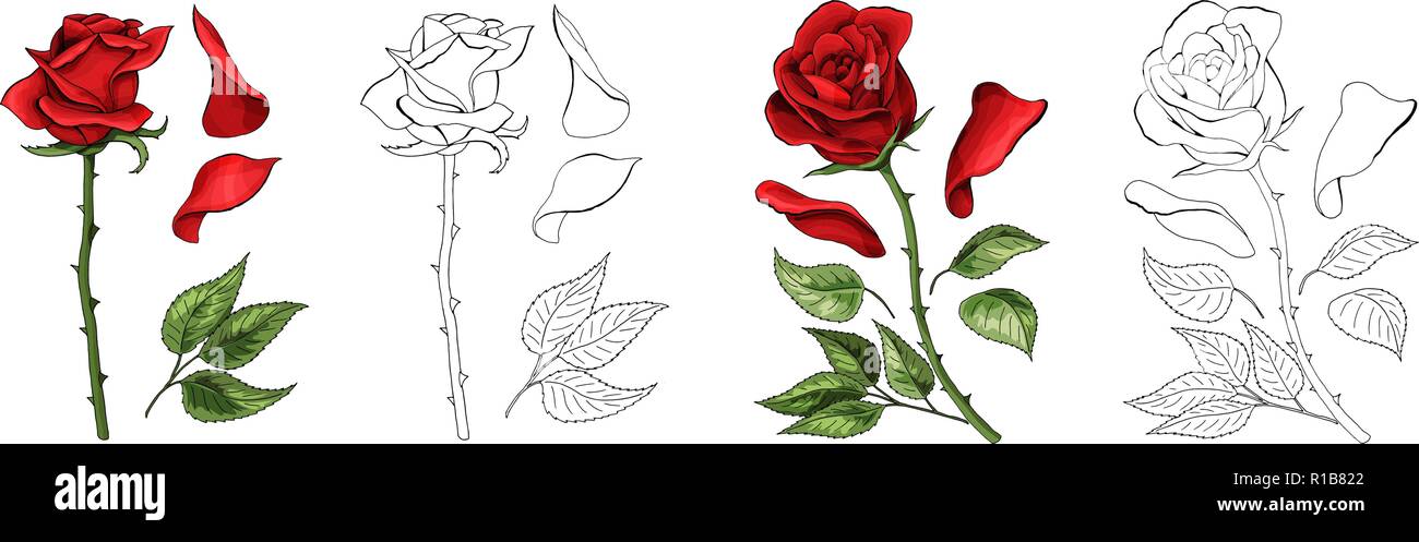 Roses hand drawing and colored. A blossoming rosebud. Vector ...