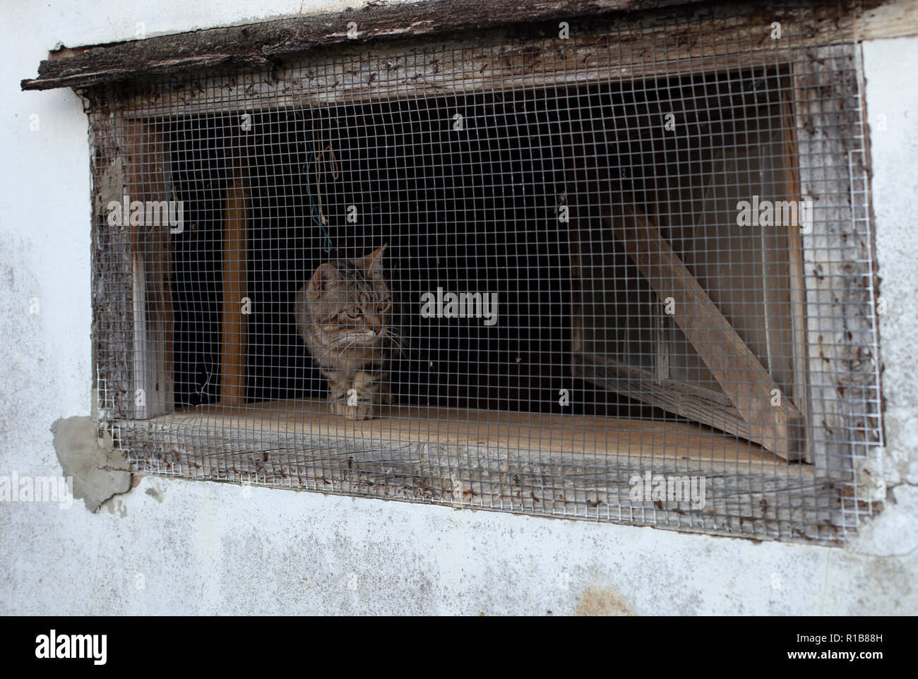 Cat behind a window grill Stock Photo - Alamy