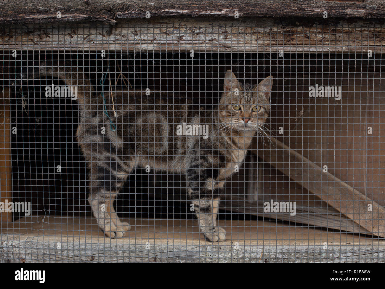 Cat behind a window grill Stock Photo - Alamy