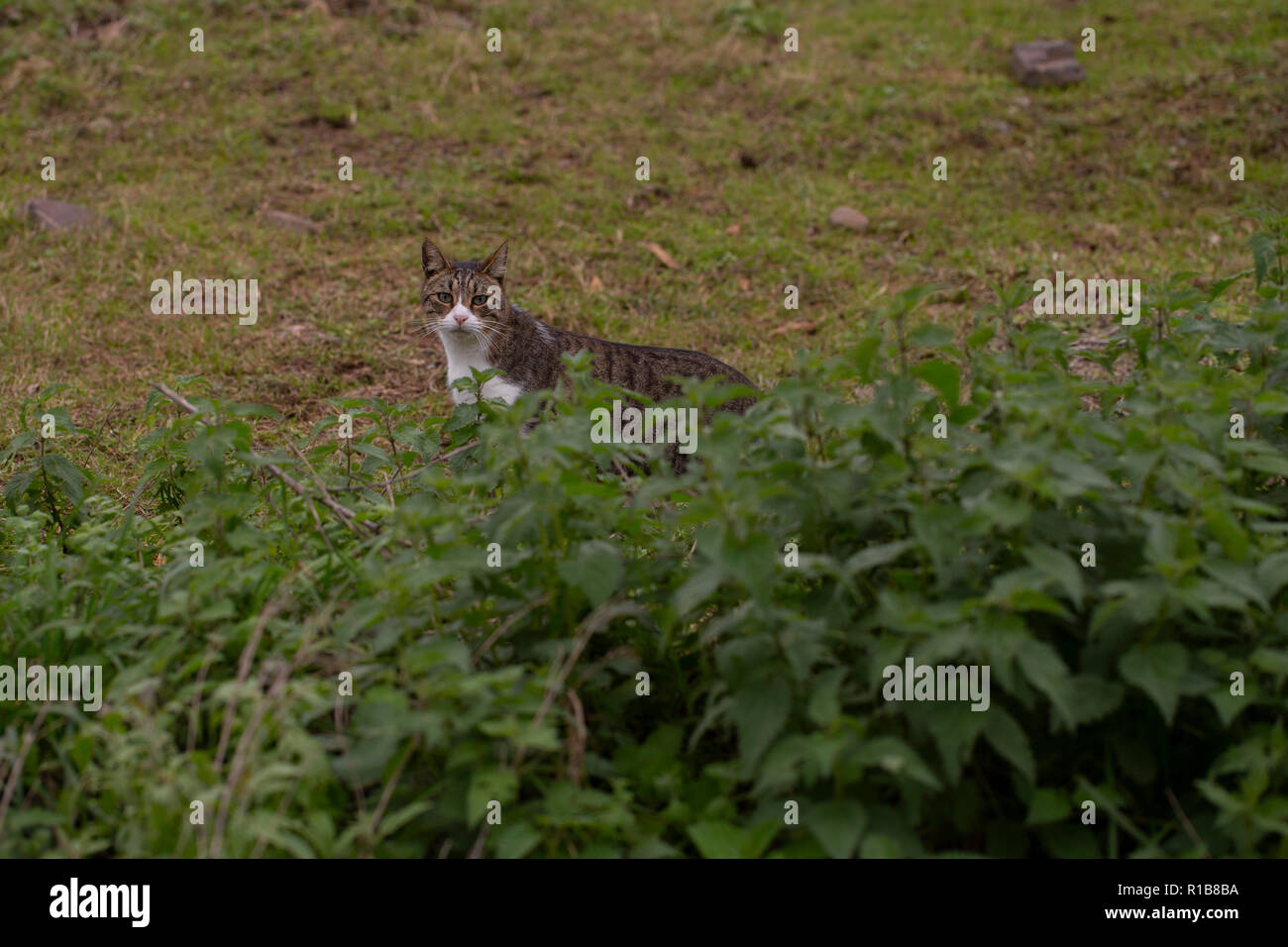 Hidden cat hi-res stock photography and images - Alamy