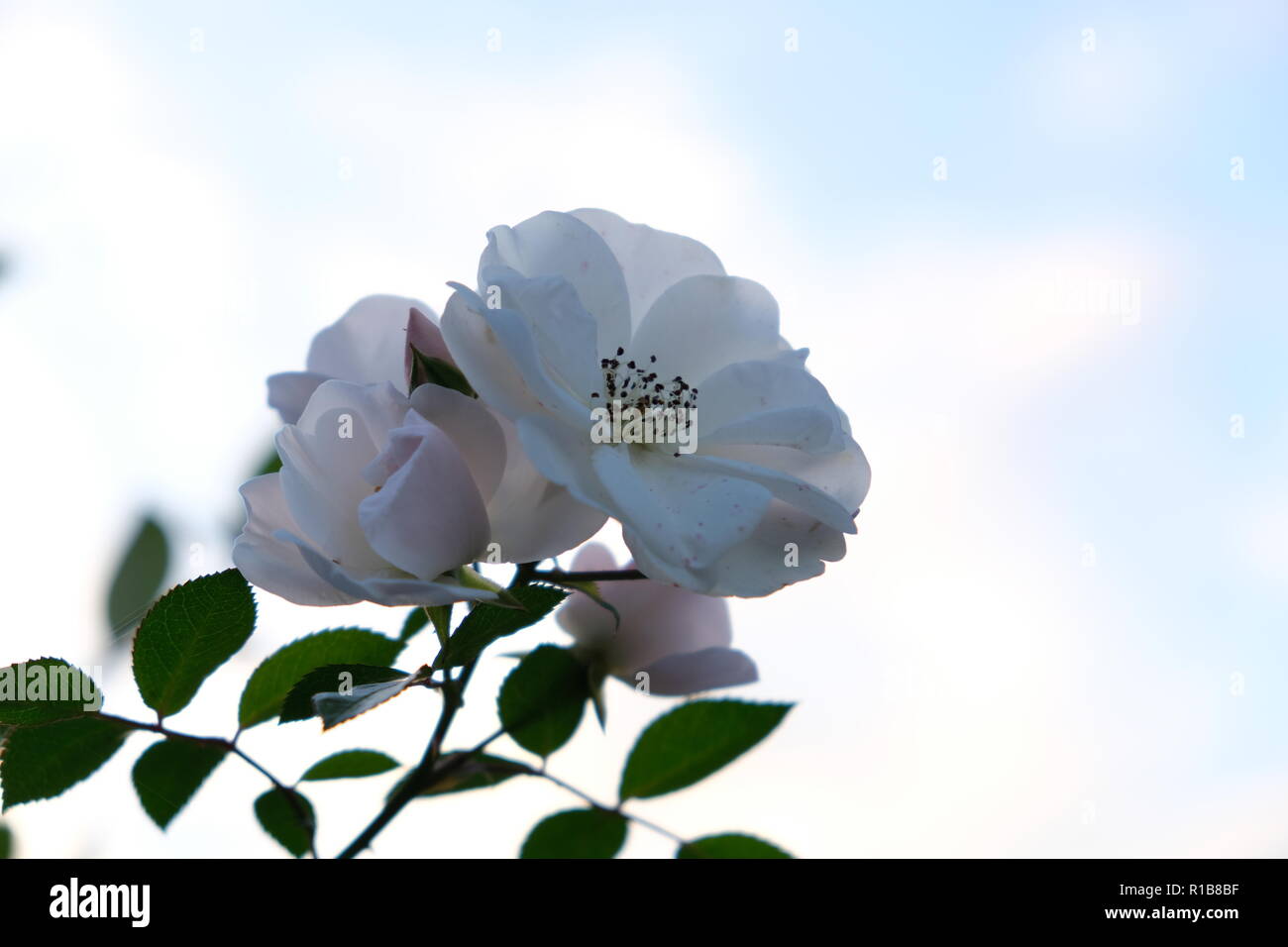 Odour flower hi-res stock photography and images - Alamy