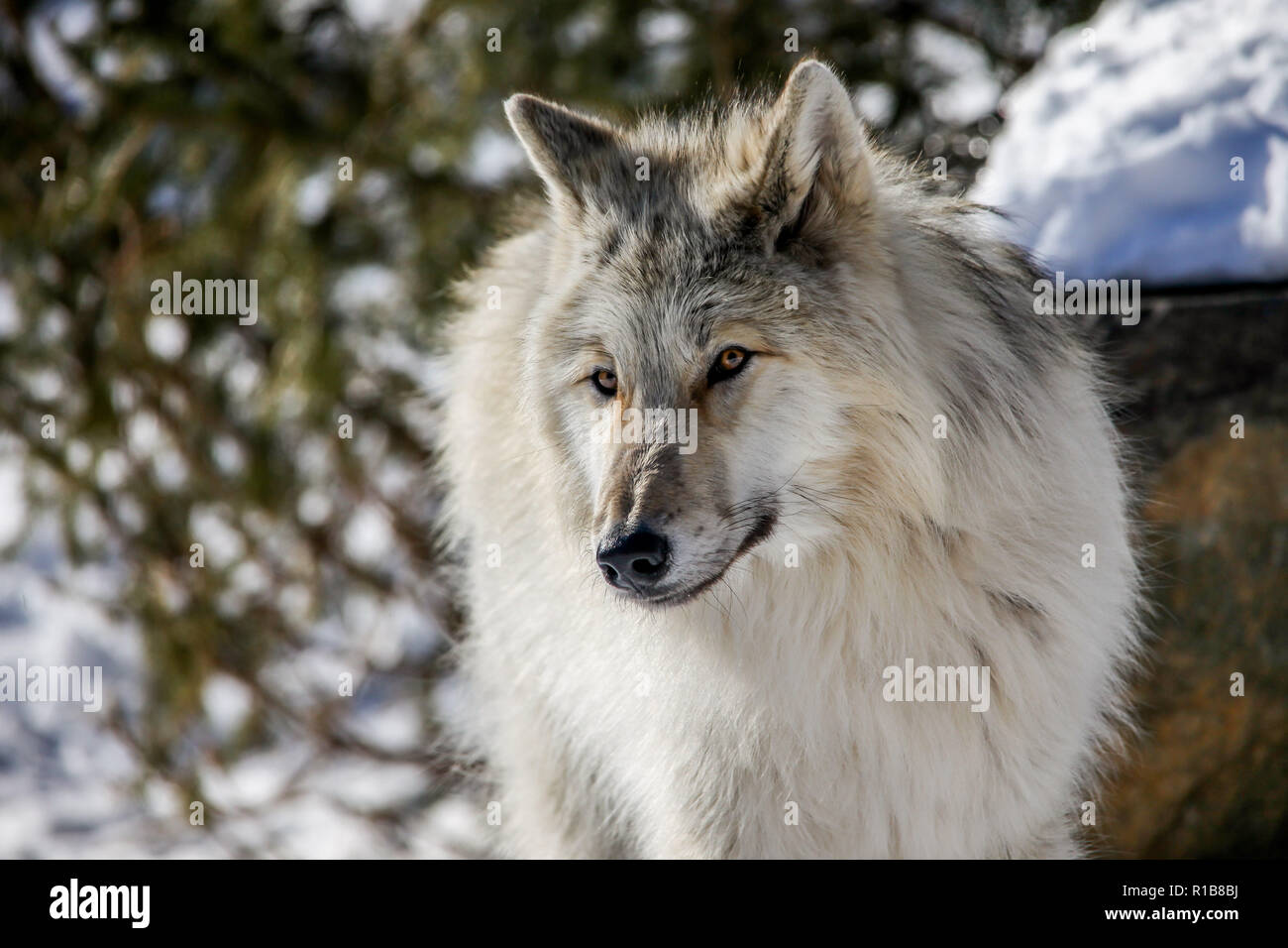 Rocky mountain wolf hi-res stock photography and images - Alamy