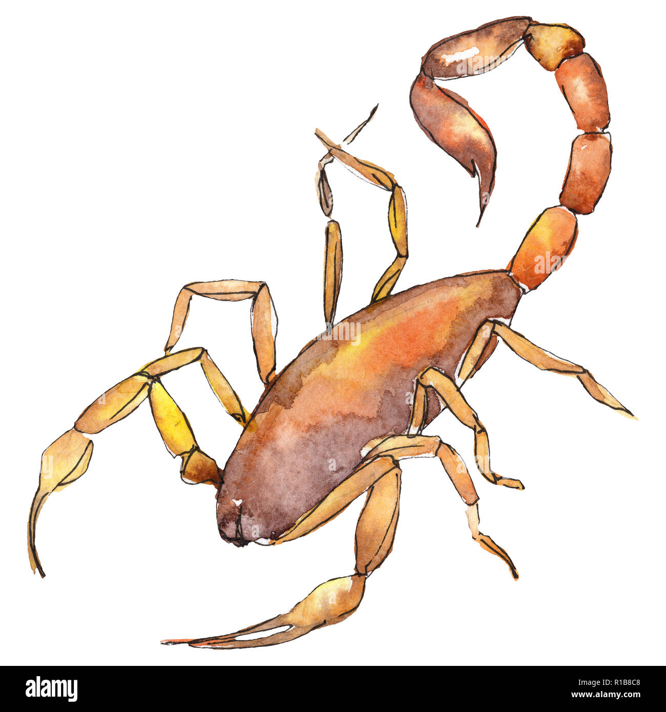 Exotic scorpion wild insect in a watercolor style isolated. Full name ...