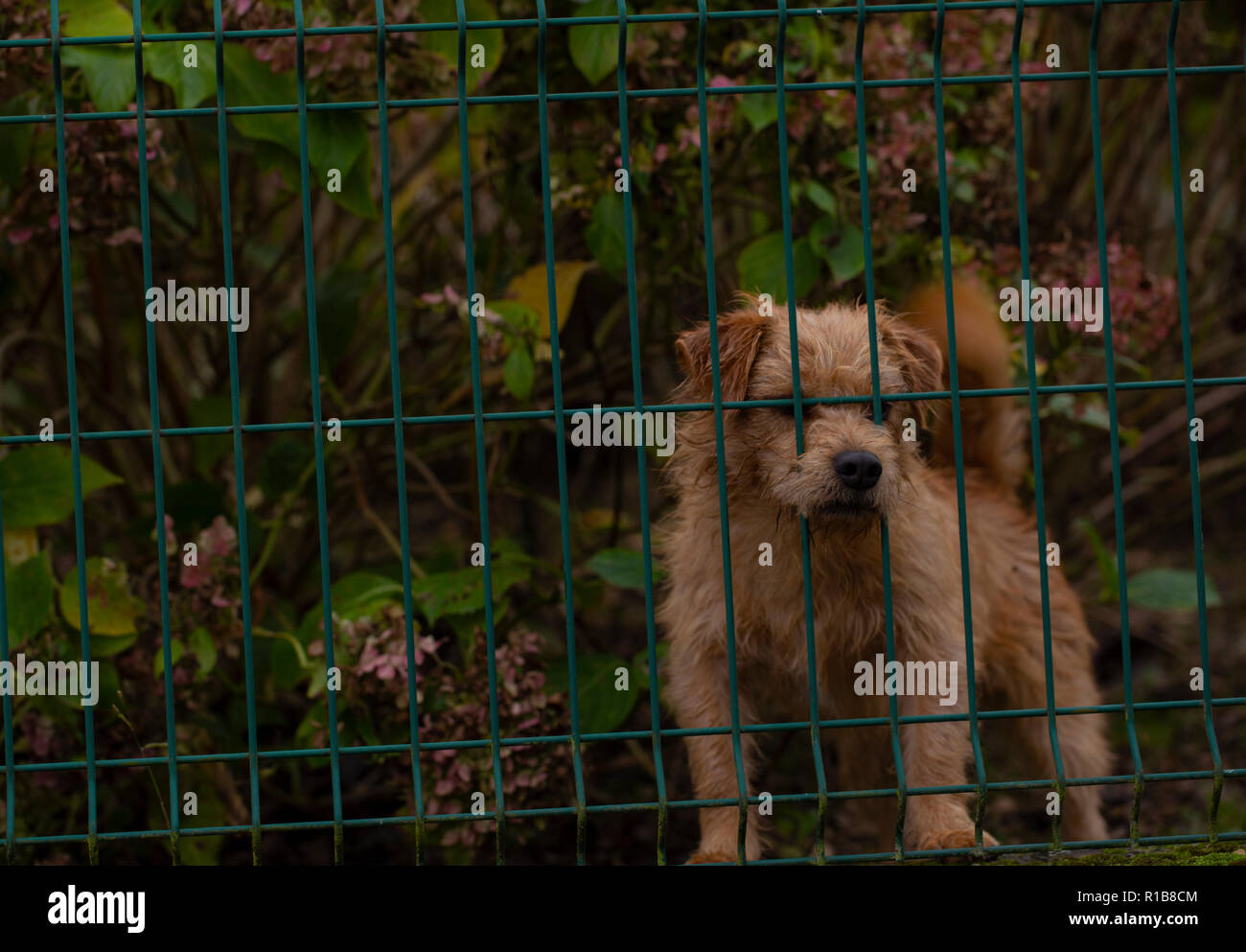 Barking dog fence hi-res stock photography and images - Alamy