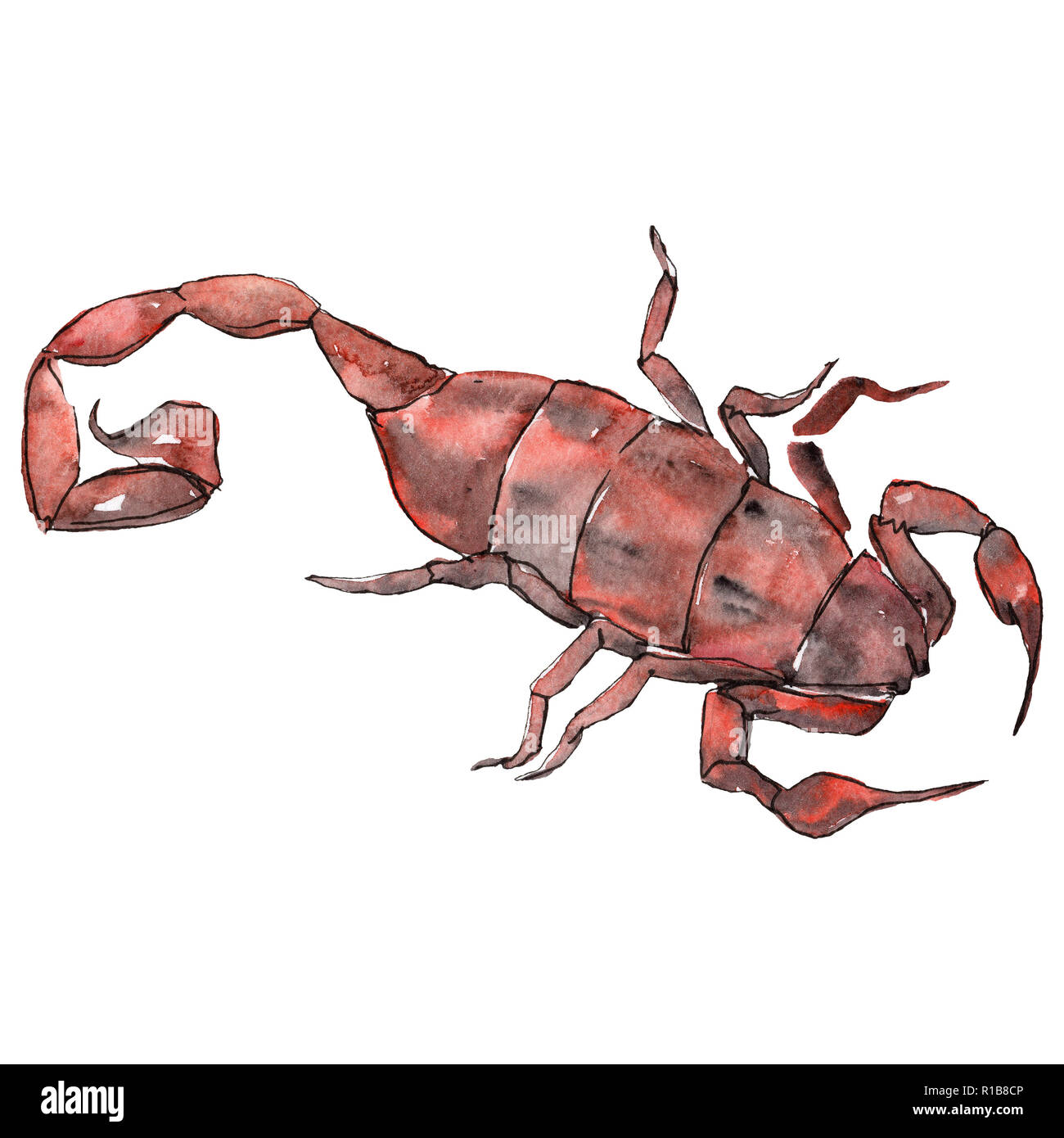 Exotic scorpion wild insect in a watercolor style isolated. Background ...