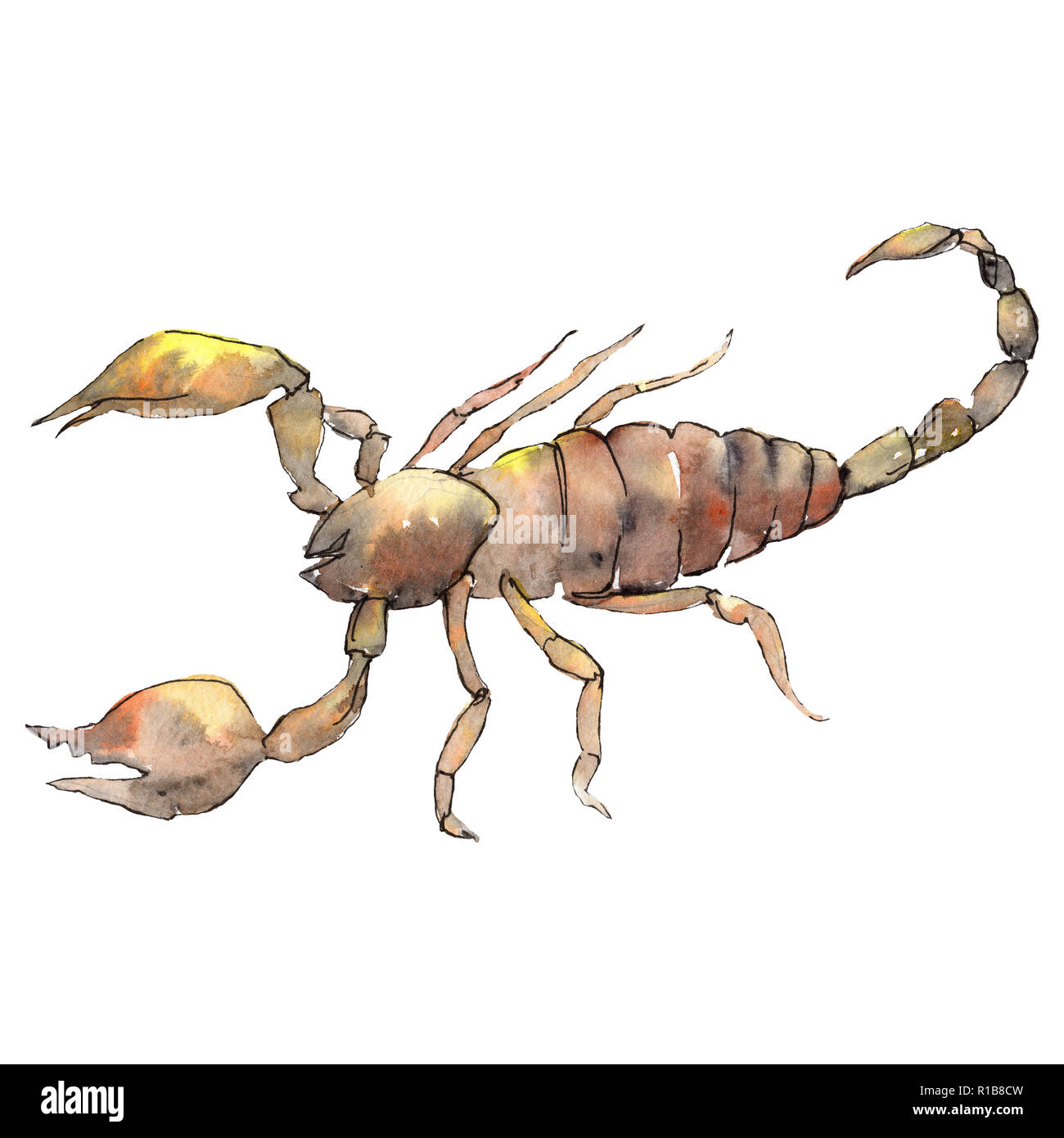 Exotic scorpion wild insect in a watercolor style isolated. Background ...