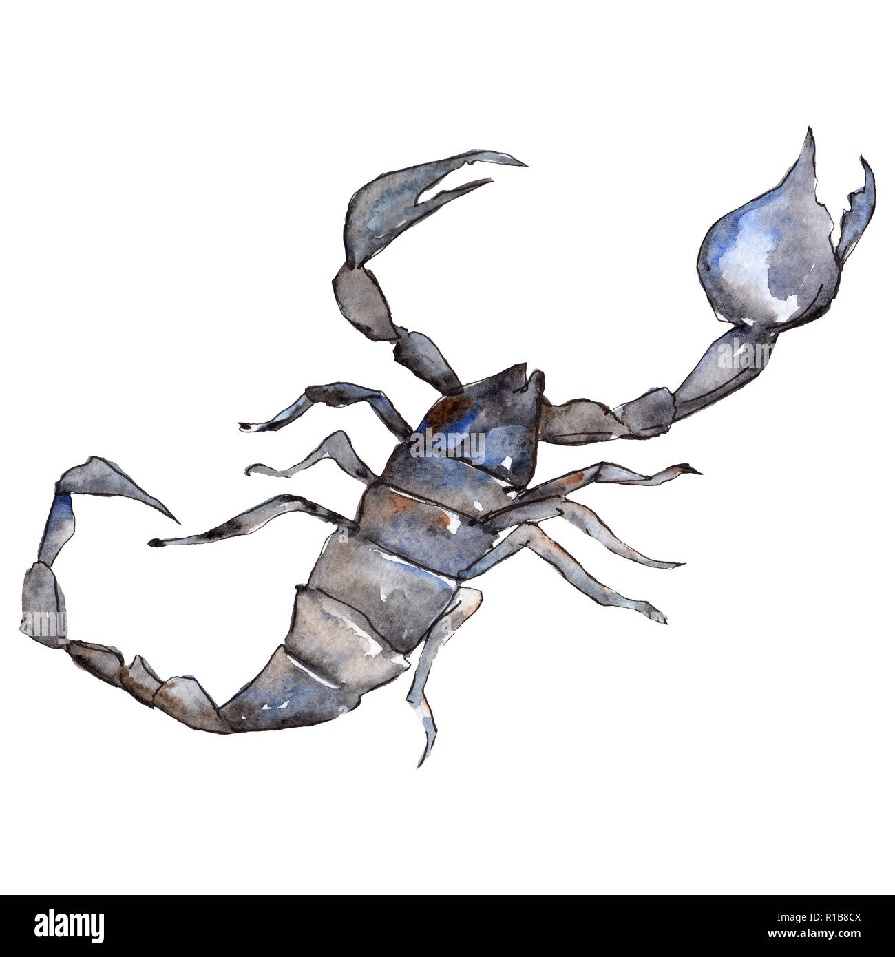 Exotic scorpion wild insect in a watercolor style isolated. Background ...
