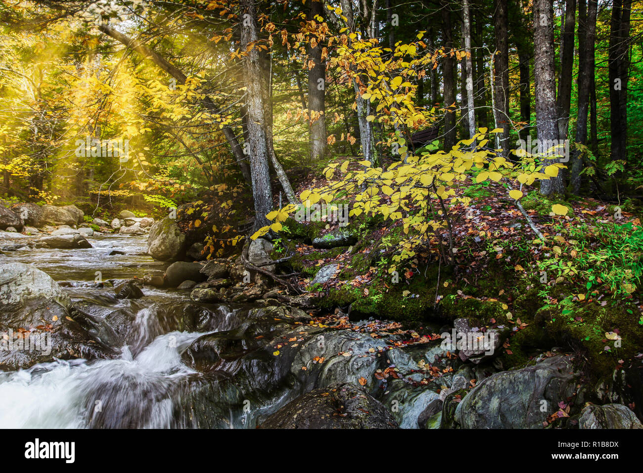 Autumn golden hours with sun rays Stock Photo - Alamy