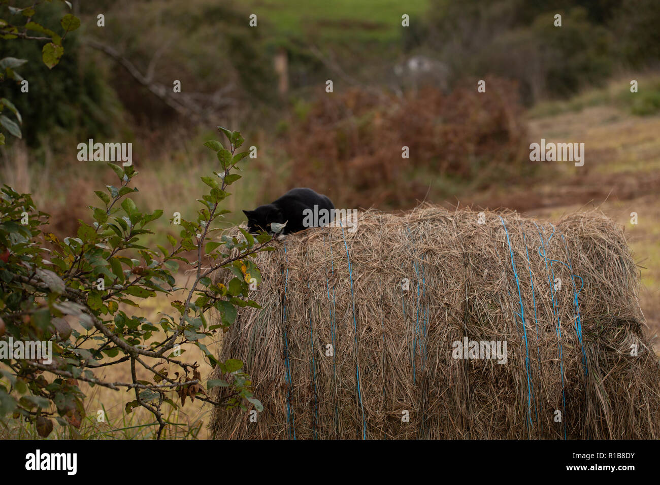 Black cat over hay bale Stock Photo - Alamy