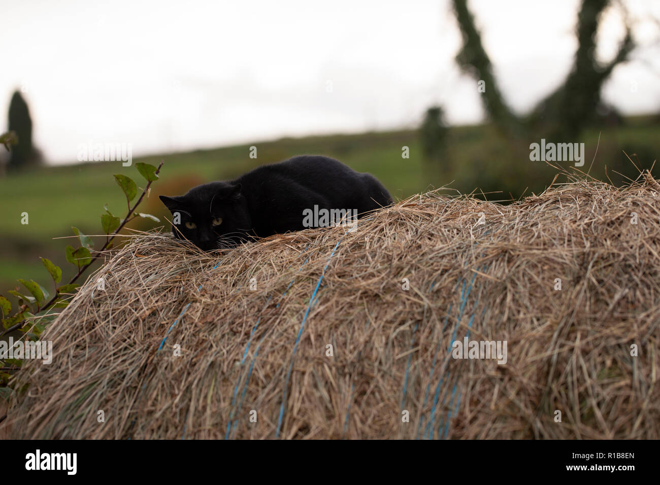 Black cat over hay bale Stock Photo - Alamy