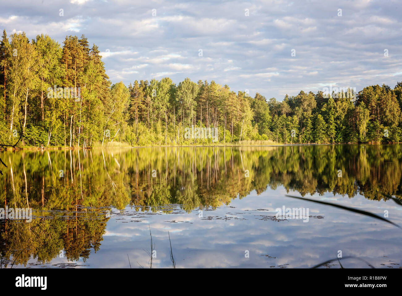 Beautiful view of forest lake with reflection in water and old tree in ...