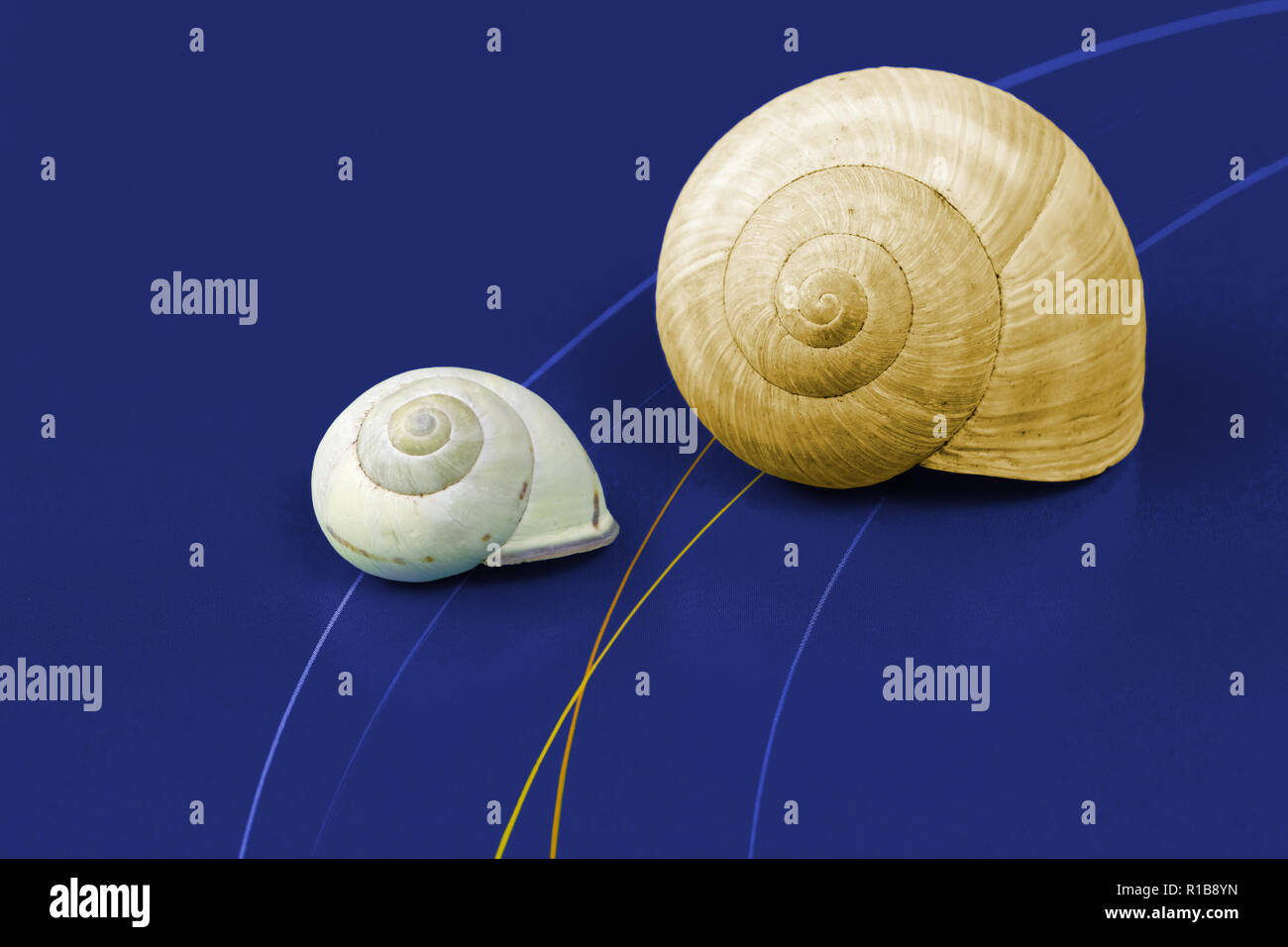 One big yellow snail shell and a small white one on a blue background ...