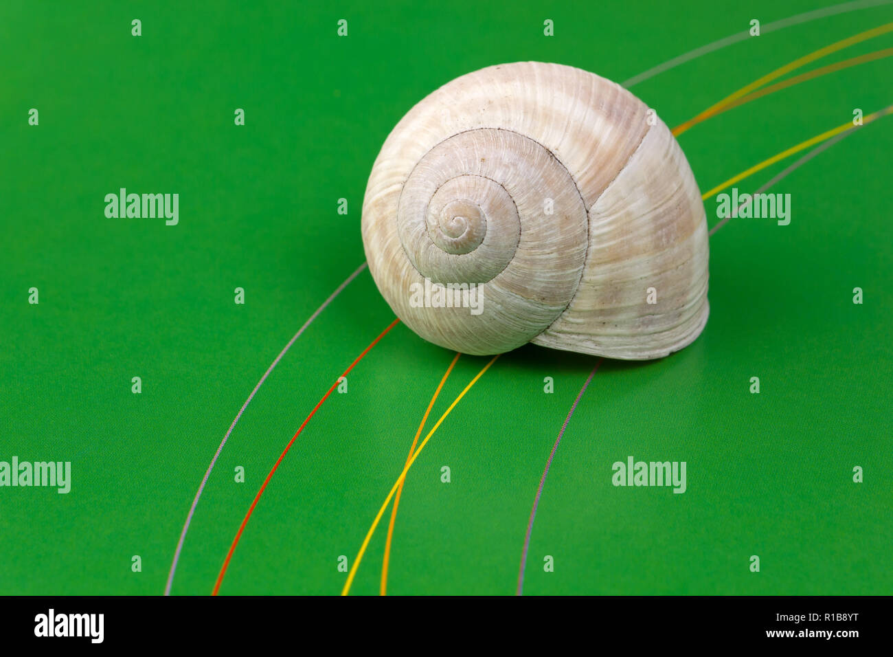 Snail shell on a green background with a pattern of colored lines Stock ...