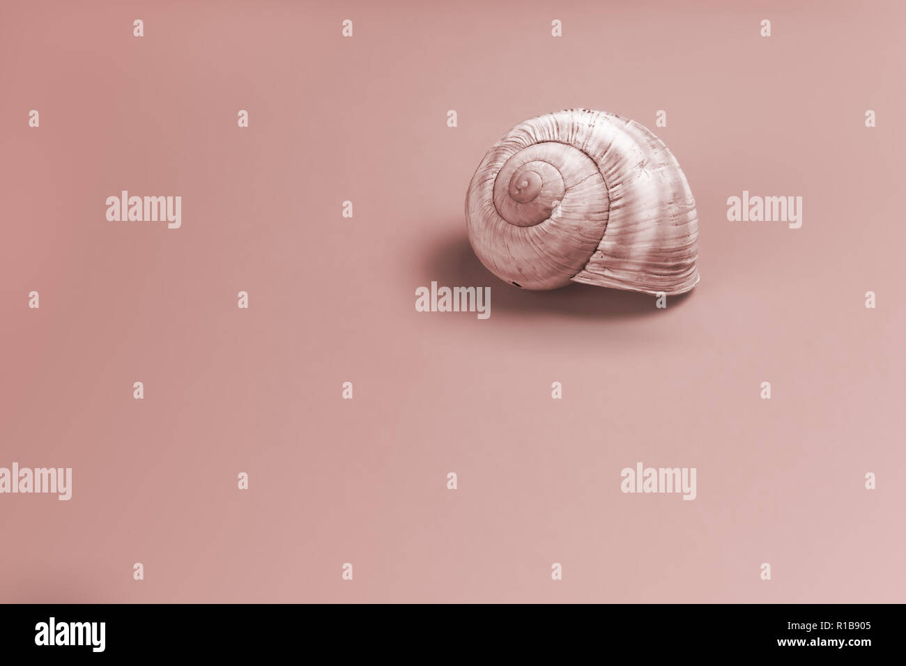 Colour shell hi-res stock photography and images - Alamy