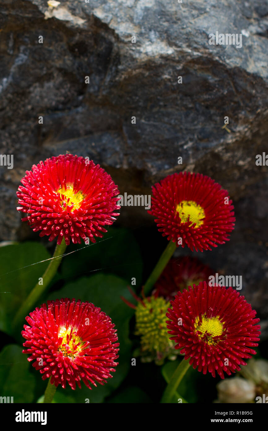 beautiful and colorful wild flowers in nature in the spring time Stock ...