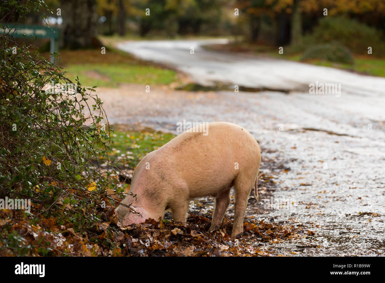 A pig rooting next to a road in the New Forest during what is known as ...
