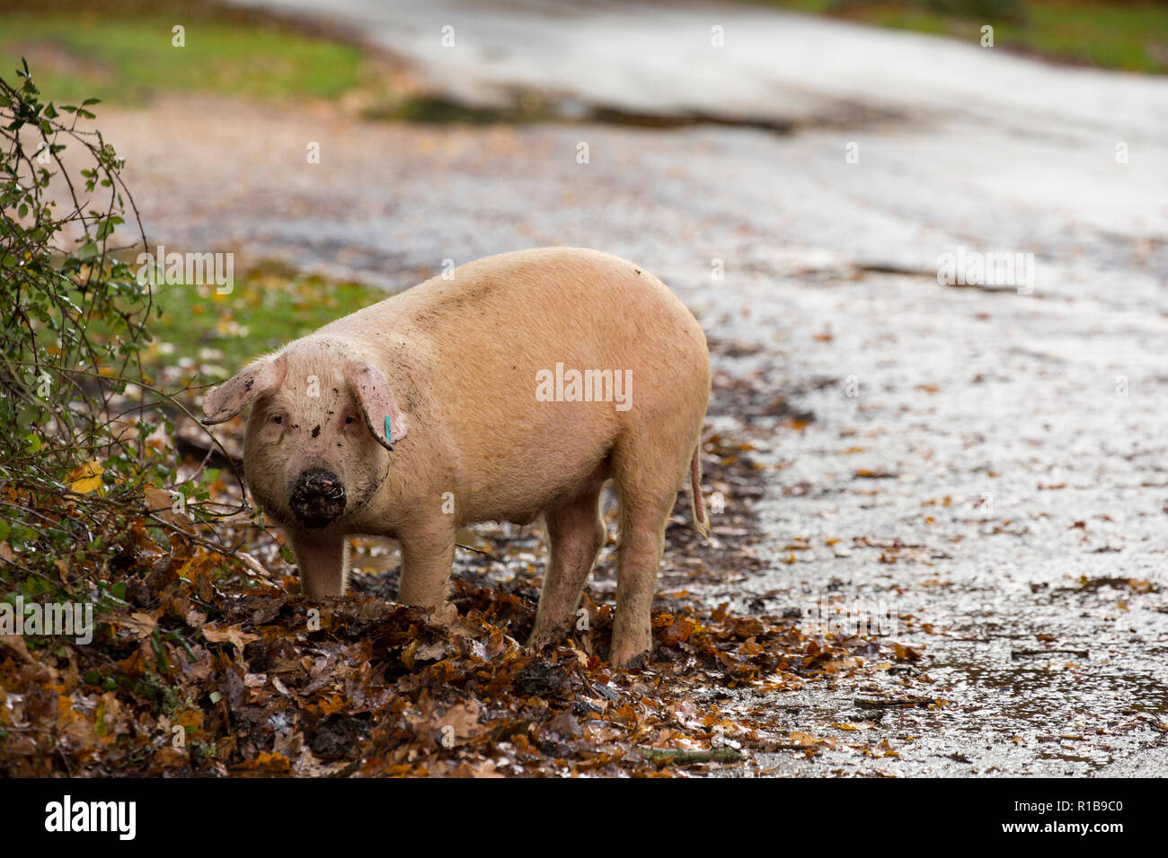 A pig rooting next to a road in the New Forest during what is known as ...