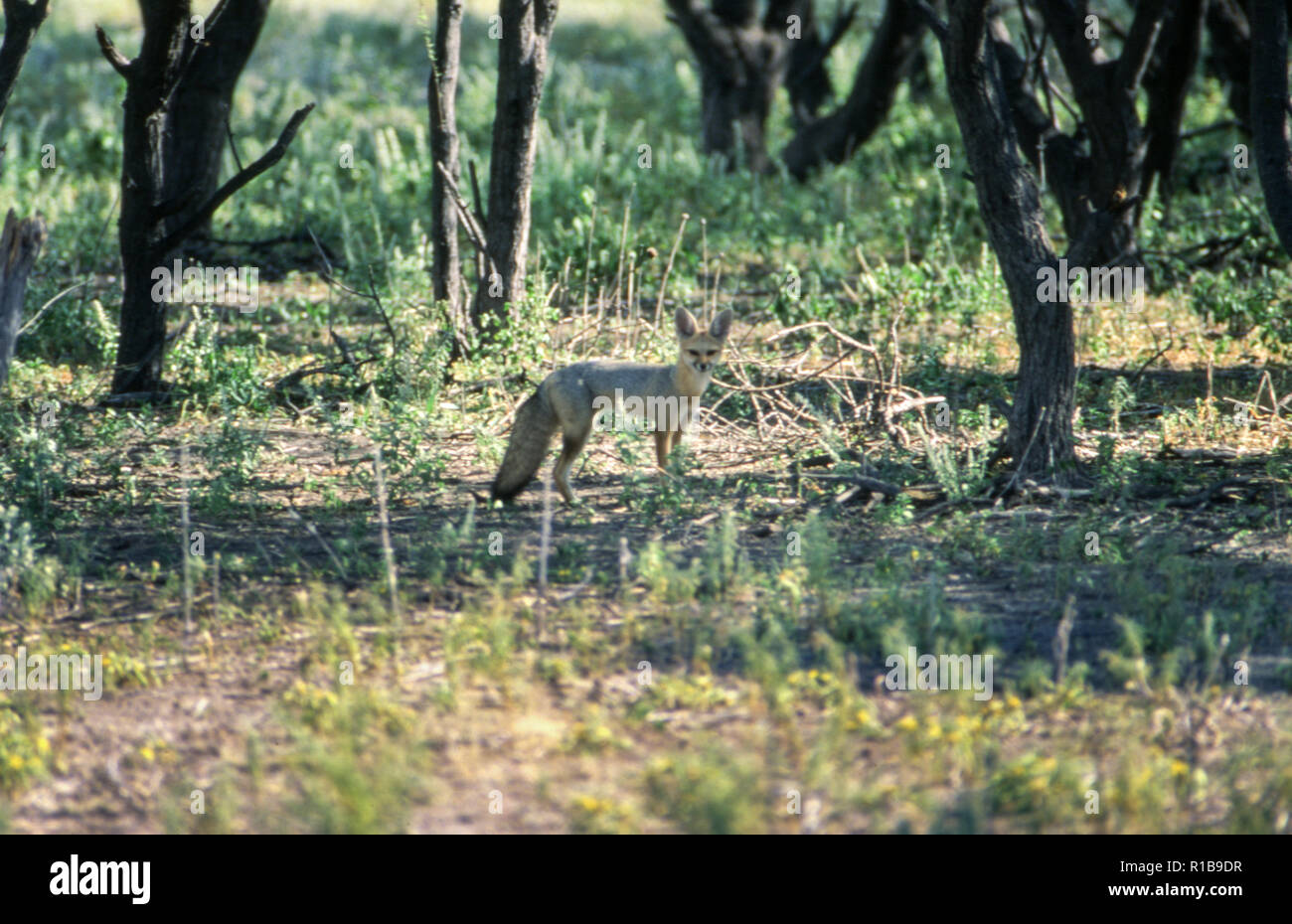 Cape Fox (Vulpes chama), Central Kalahari Game Reserve, Ghanzi ...