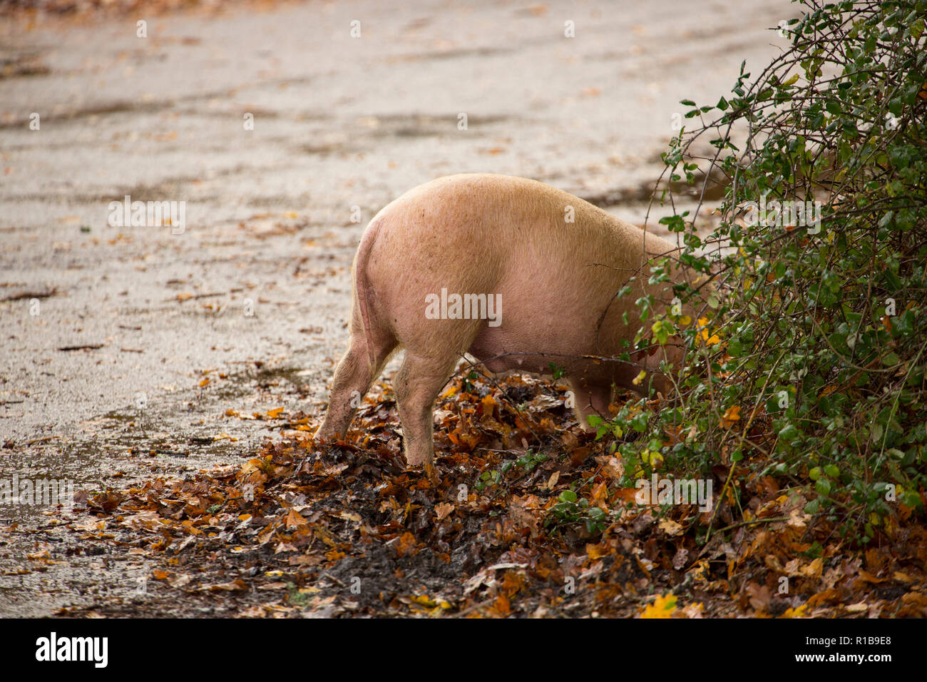 A pig rooting next to a road in the New Forest during what is known as ...